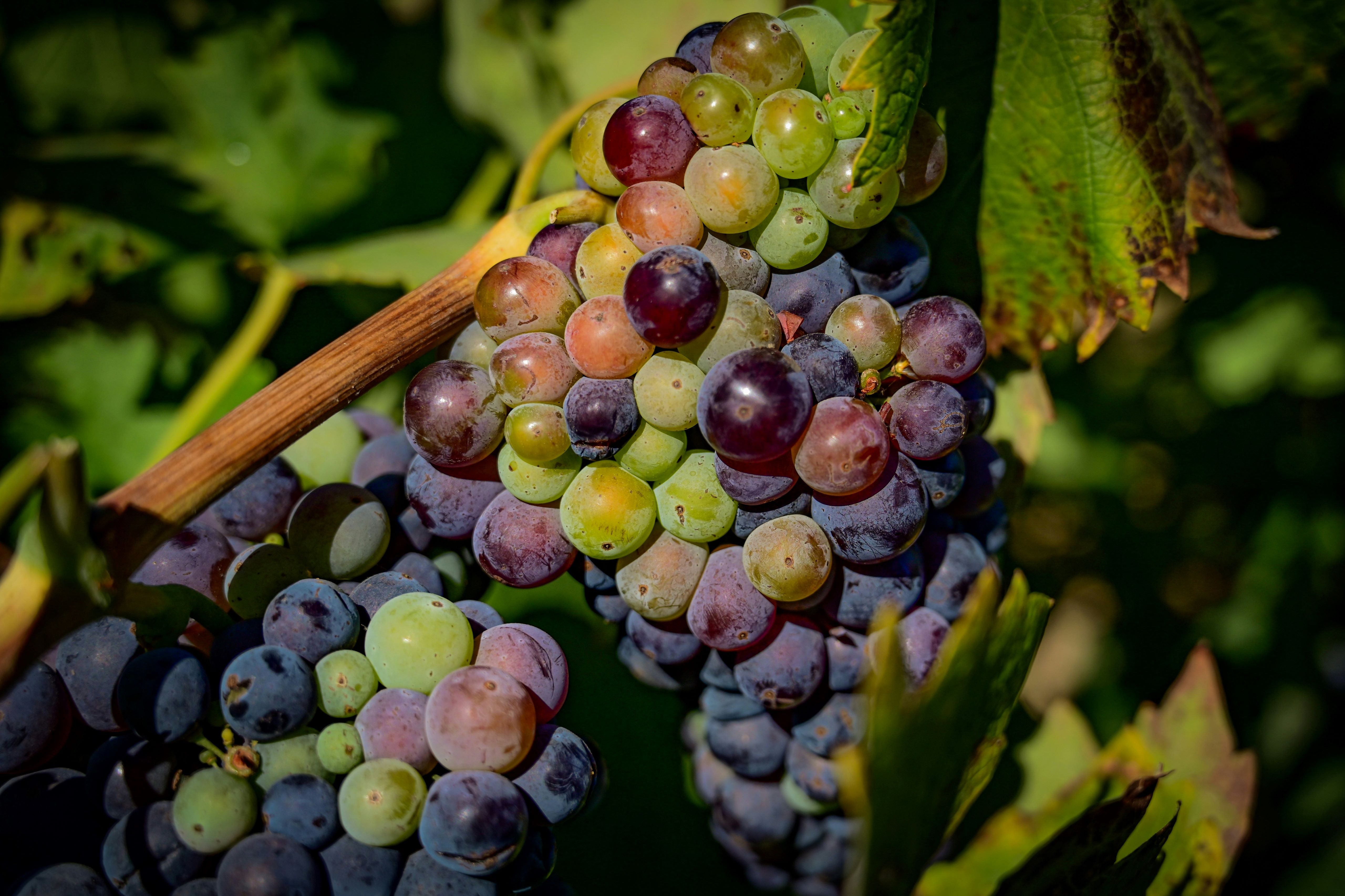 Try These Alternative Varietals If You Love These Grapes | Harvest Wine ...